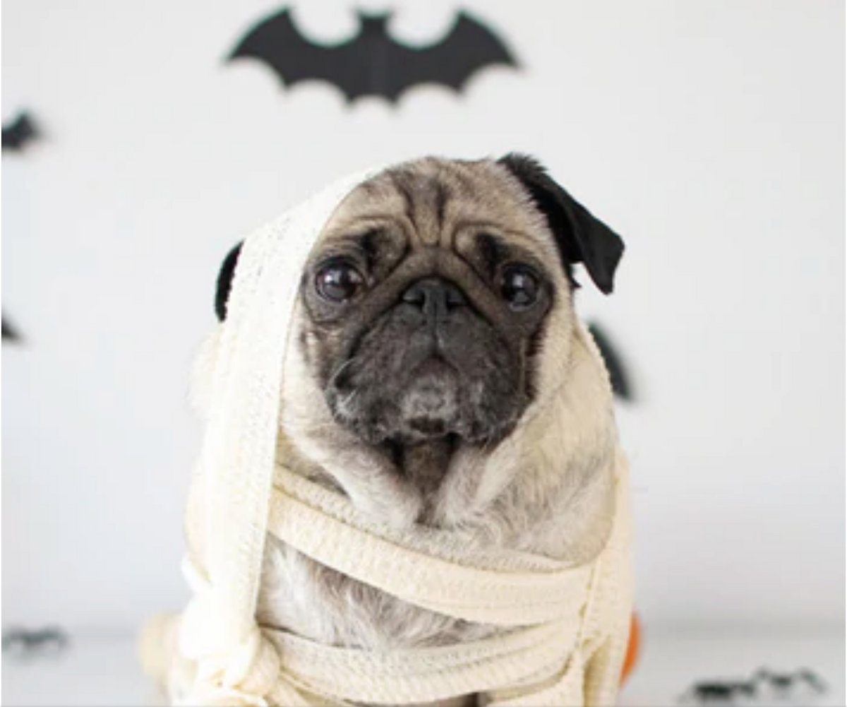 8 Pawsome DIY Dog Halloween Costumes – Wildebeest