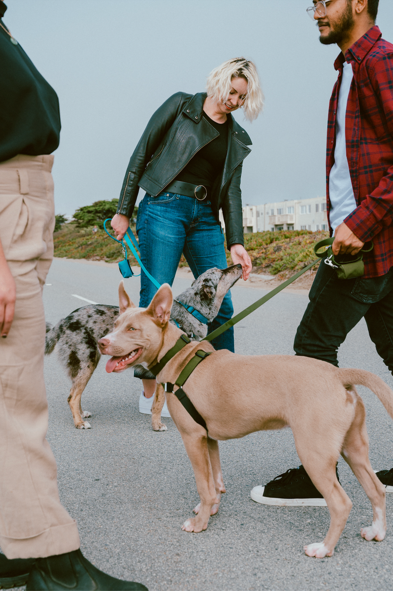 Wildebeest's Guide to Organizing a Pack Walk