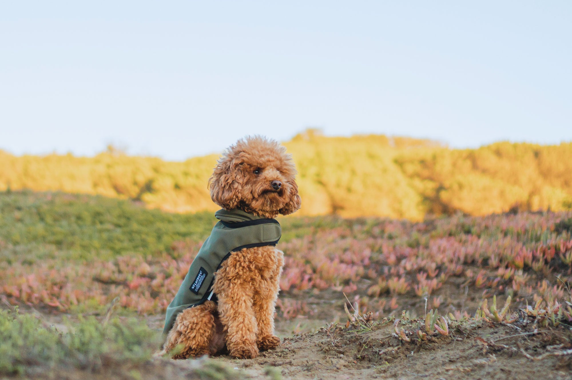 Wildebeest | Dog Essentials